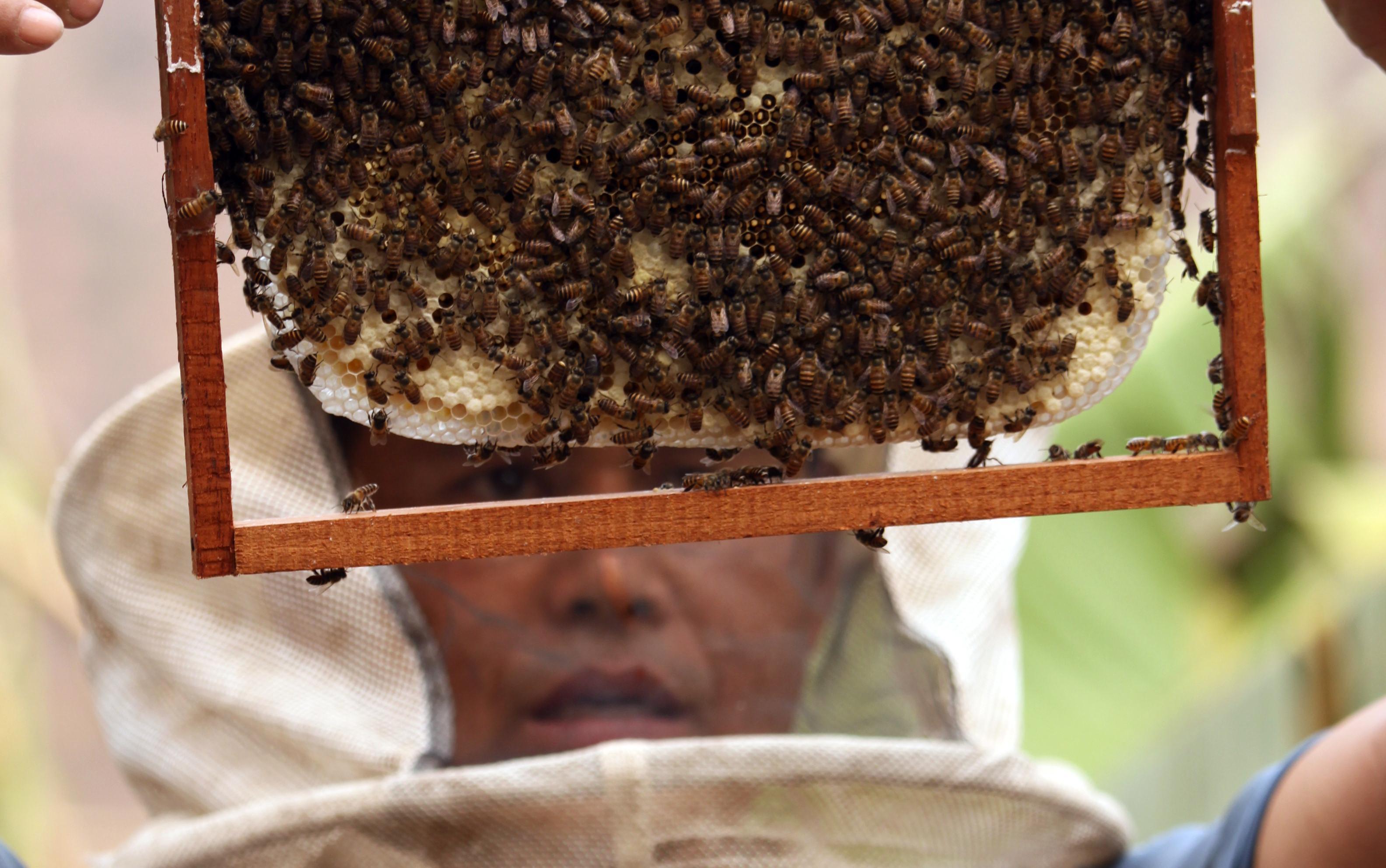 Buzzing bees – Gifts of Hope – Plan International Canada